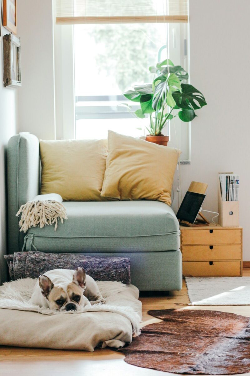From Beds to Bowls: Accessories That Every Pet-Friendly Home Needs ...